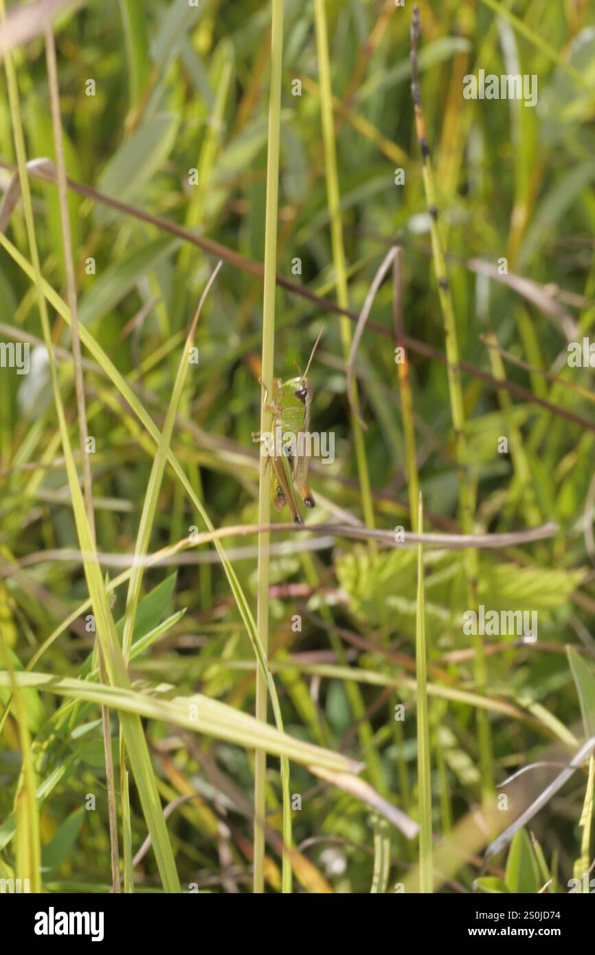Water-meadow Grasshopper (Pseudochorthippus montanus Stock Photo - Alamy
