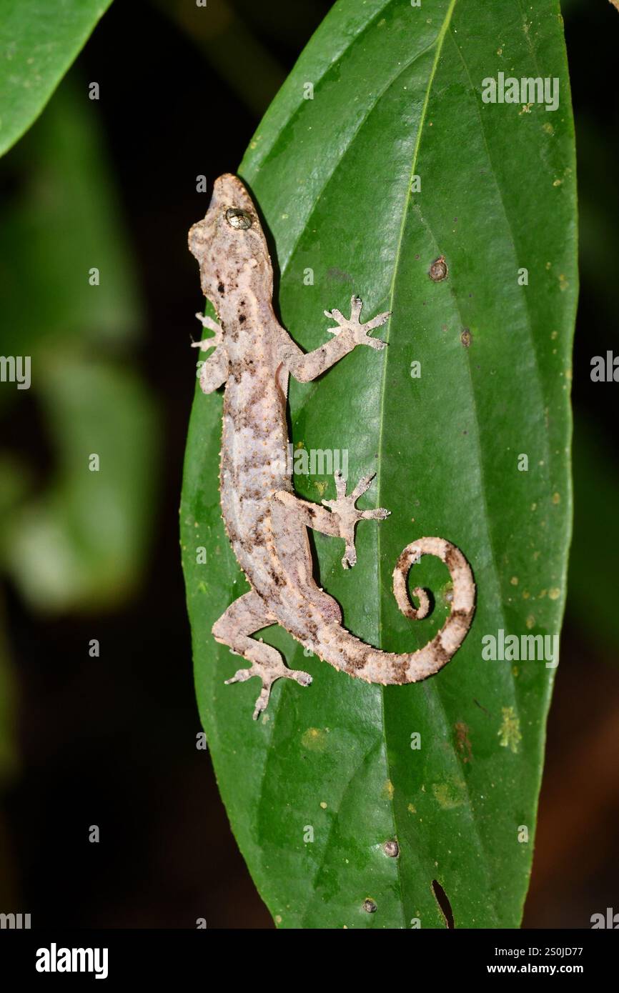 Slender Forest Gecko (Hemidactylus ansorgii Stock Photo - Alamy