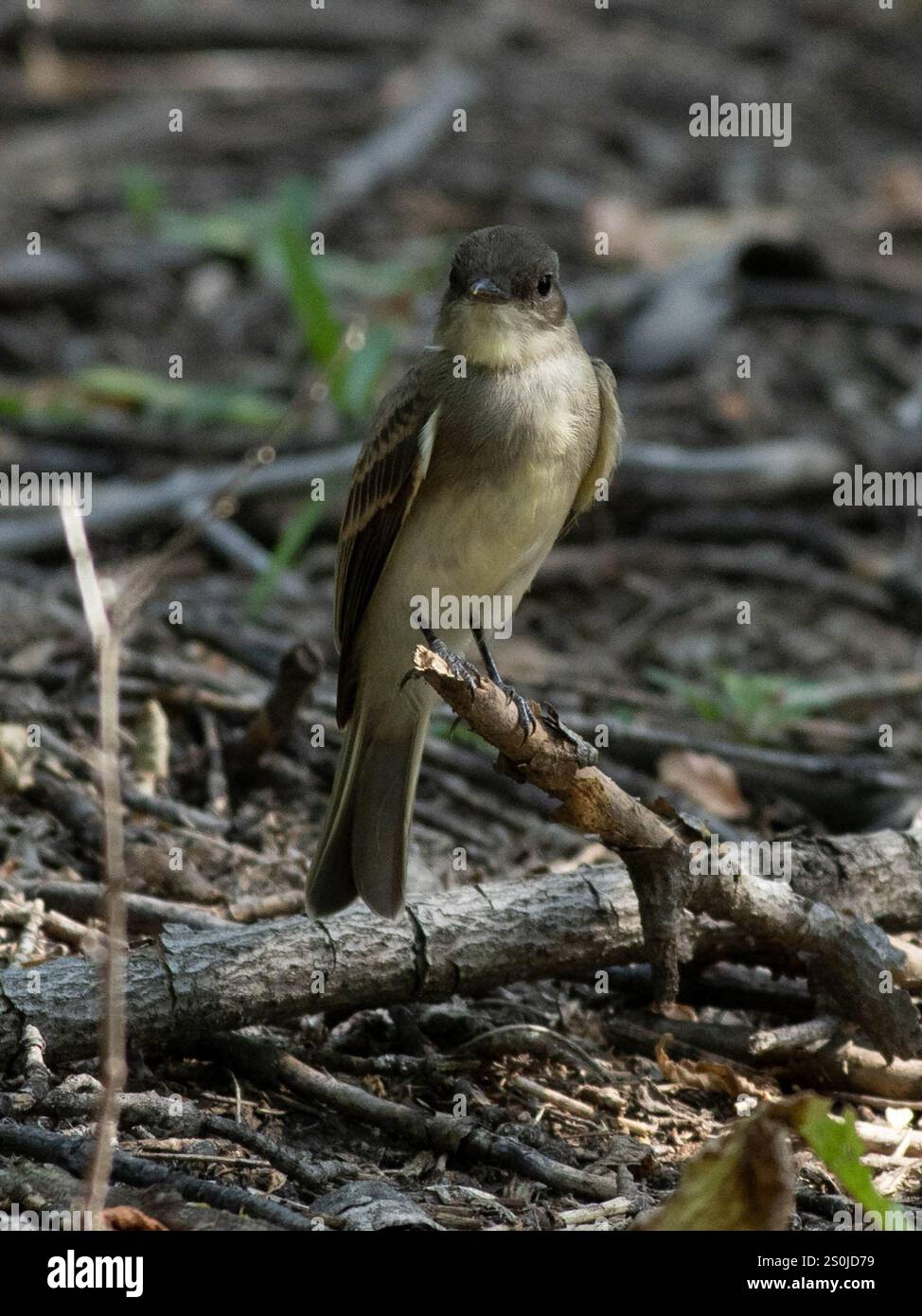 Eastern Phoebe (Sayornis phoebe Stock Photo - Alamy