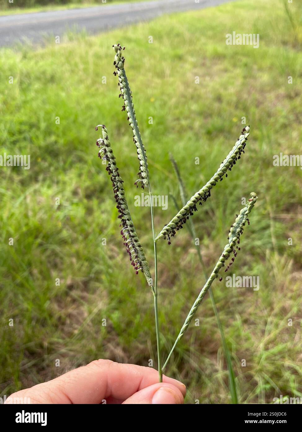 Florida paspalum (Paspalum floridanum Stock Photo - Alamy