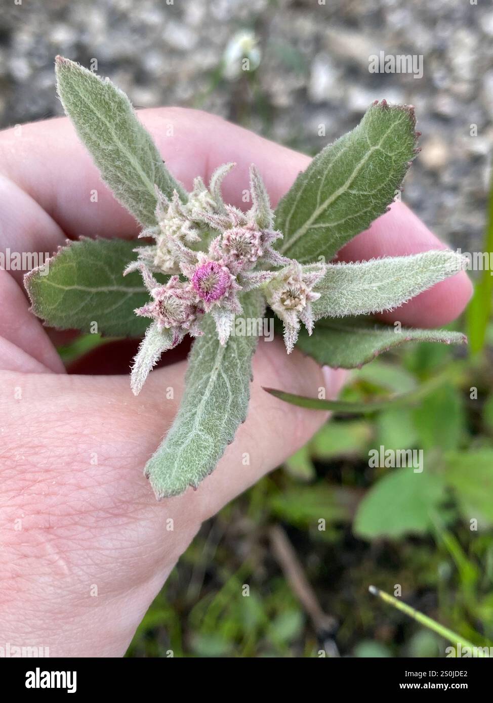Rosy Camphorweed (Pluchea baccharis Stock Photo - Alamy