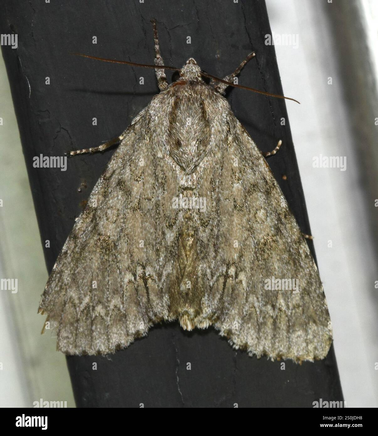 Dagger Moths (Acronicta Stock Photo - Alamy