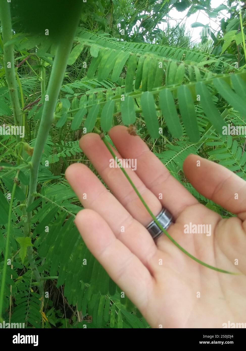 bigpod sesbania (Sesbania herbacea Stock Photo - Alamy