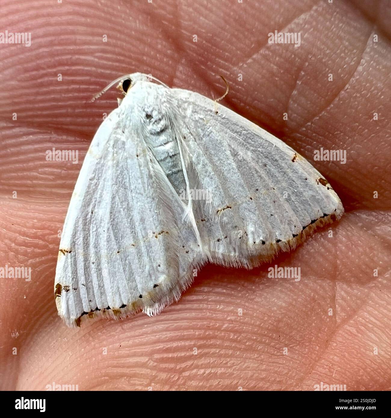 Lesser Maple Spanworm Moth (Macaria pustularia Stock Photo - Alamy