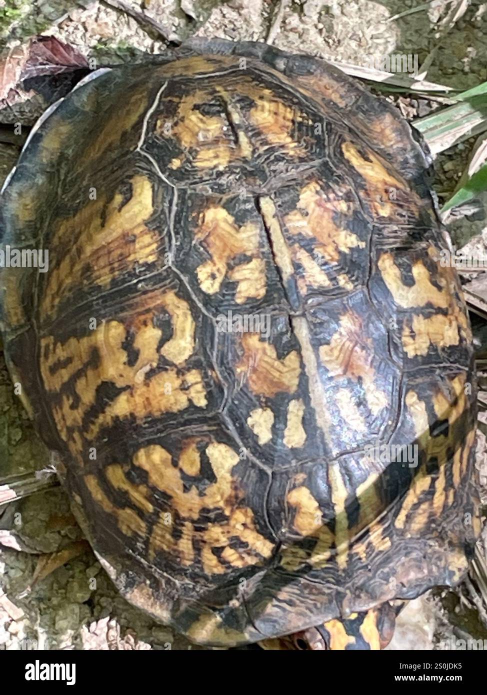 Eastern Box Turtle (Terrapene carolina carolina Stock Photo - Alamy