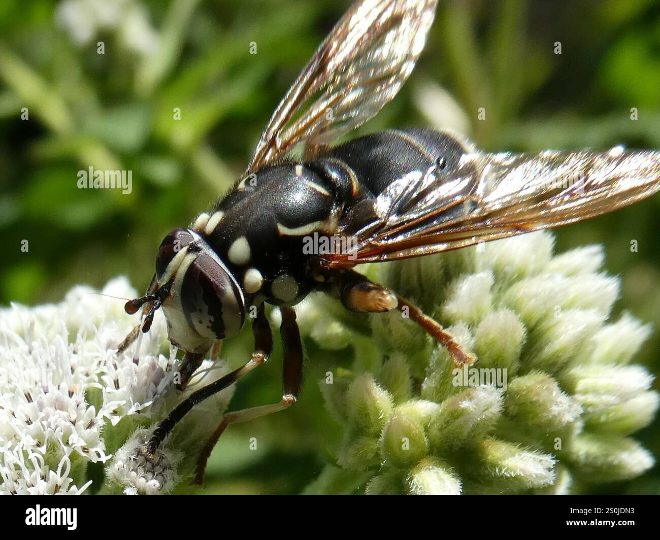 Bald-faced Hornet Fly (Spilomyia fusca Stock Photo - Alamy