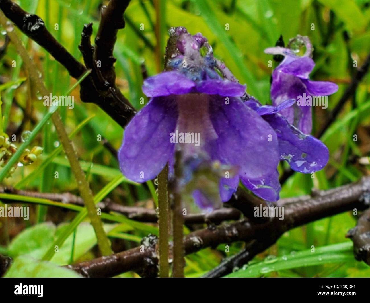 Common Butterwort (Pinguicula vulgaris Stock Photo - Alamy