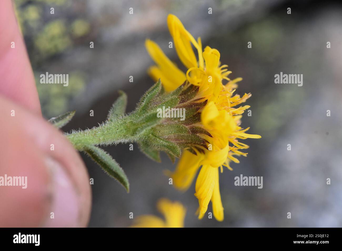 lyall's tonestus (Tonestus lyallii Stock Photo - Alamy