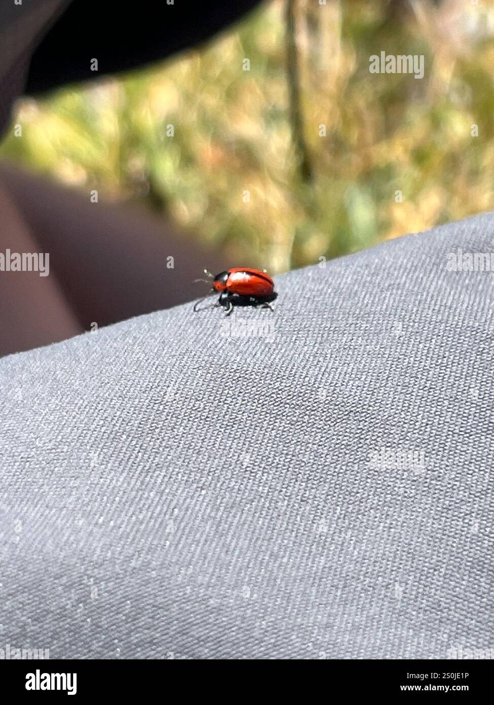 Red turnip beetle (Entomoscelis americana Stock Photo - Alamy