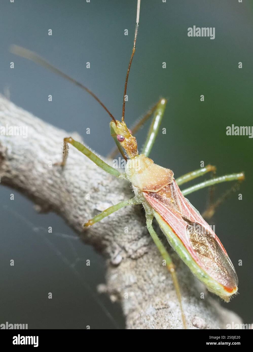 Leafhopper Assassin Bug (Zelus renardii Stock Photo - Alamy