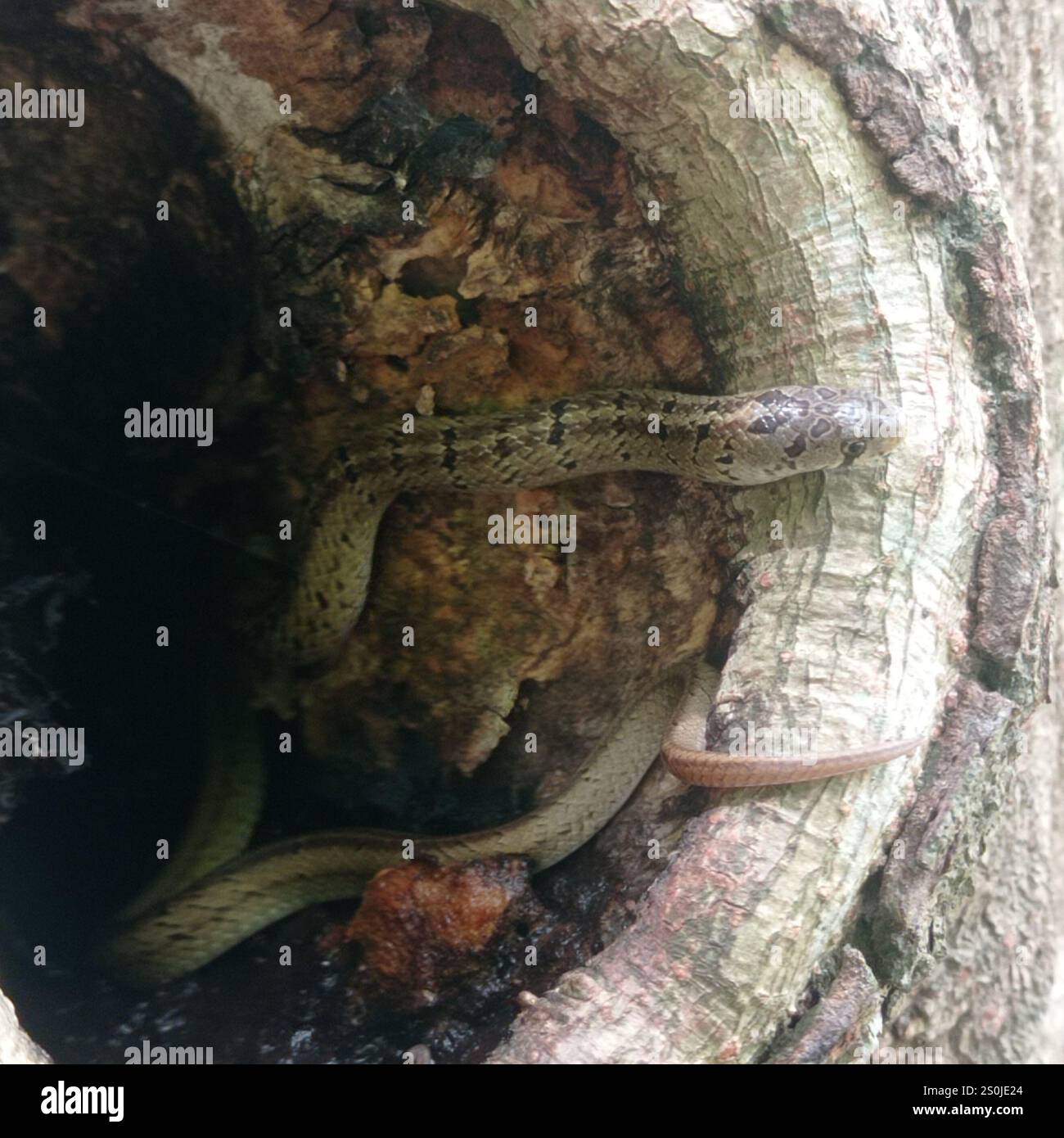 Taiwan Kukri Snake (Oligodon formosanus Stock Photo - Alamy