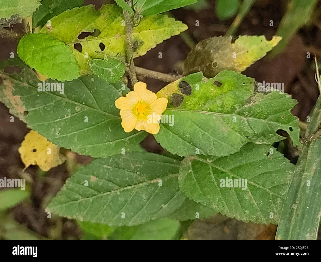 Cuban jute (Sida rhombifolia Stock Photo - Alamy