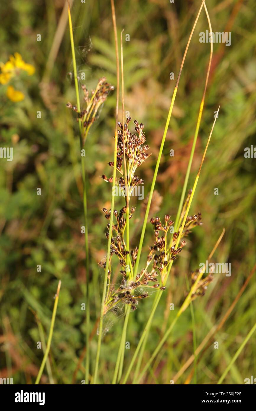 Hard Rush (Juncus inflexus Stock Photo - Alamy