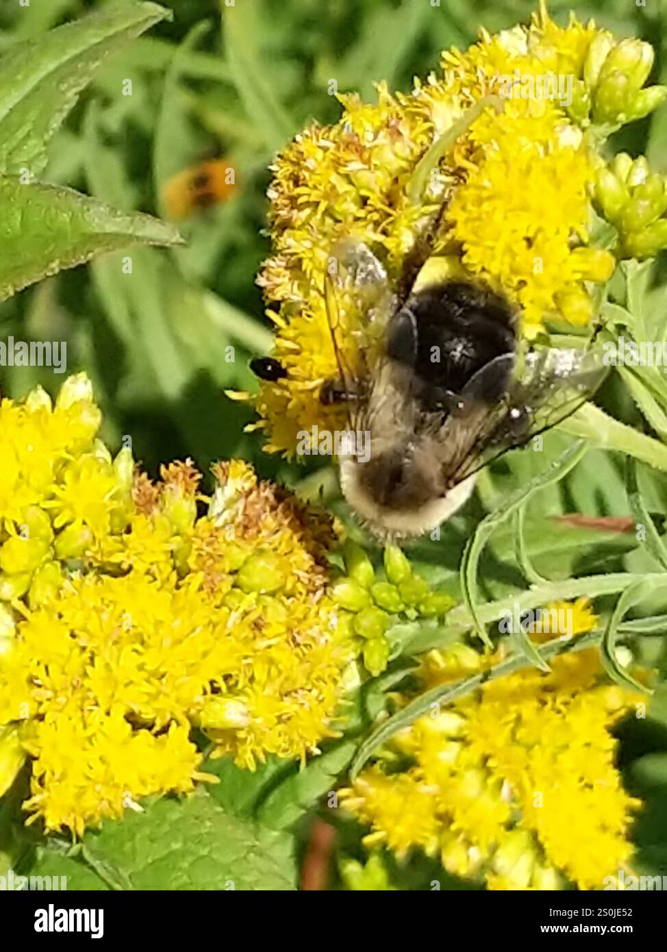 Common Eastern Bumble Bee (Bombus impatiens Stock Photo - Alamy