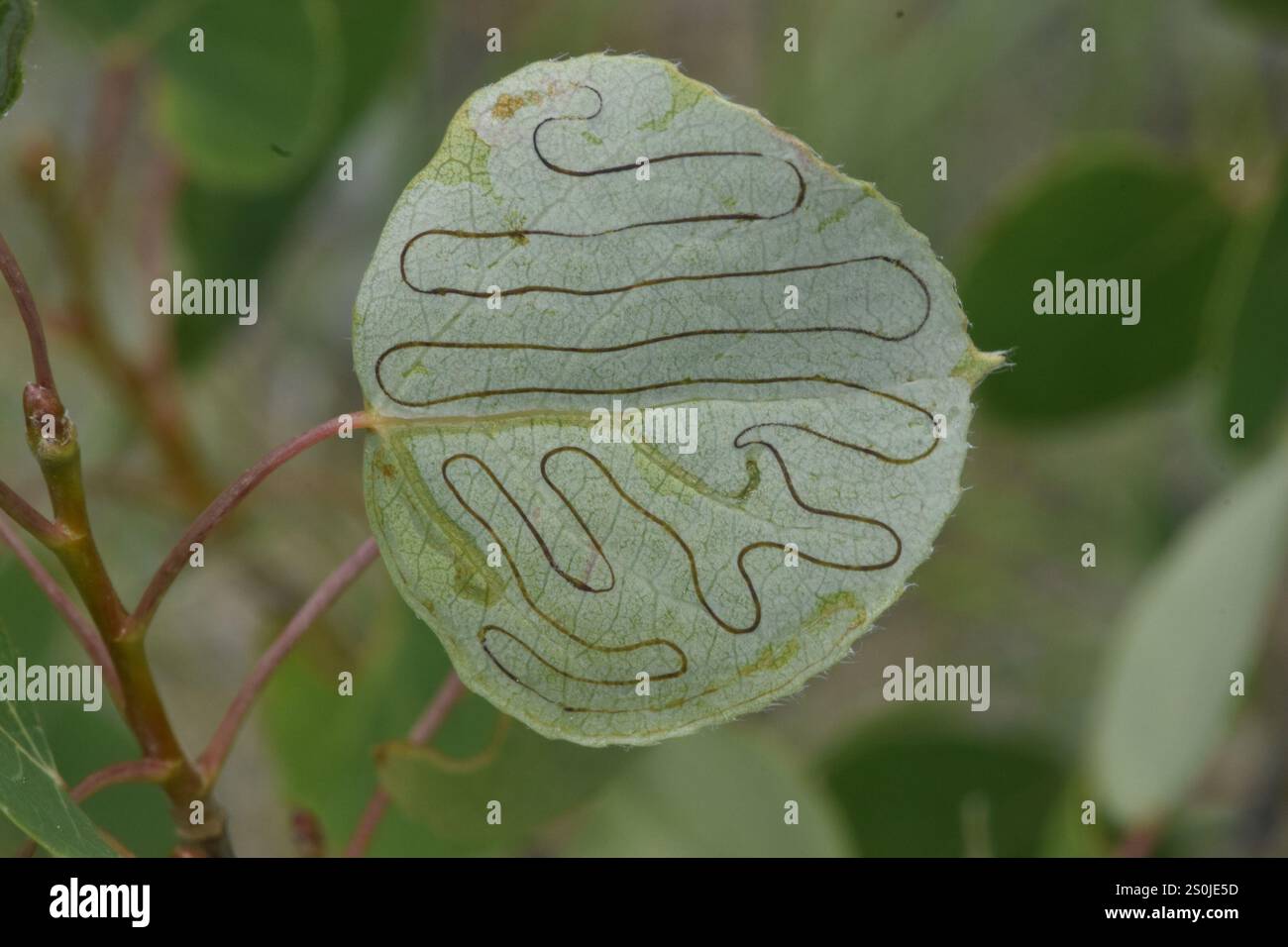 Aspen Serpentine Leafminer Moth (Phyllocnistis populiella Stock Photo ...
