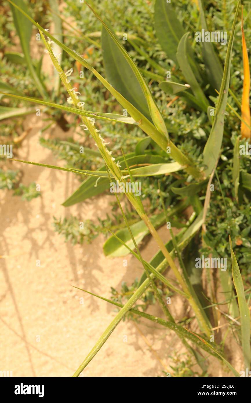 common cordgrass (Sporobolus anglicus Stock Photo - Alamy