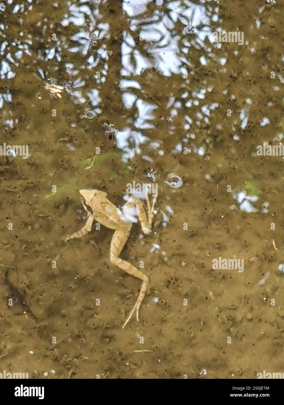 Rana italica hi-res stock photography and images - Alamy