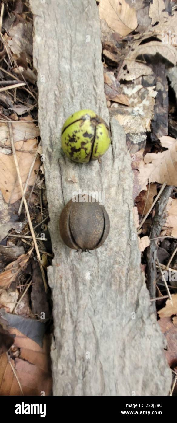 bitternut hickory (Carya cordiformis Stock Photo - Alamy