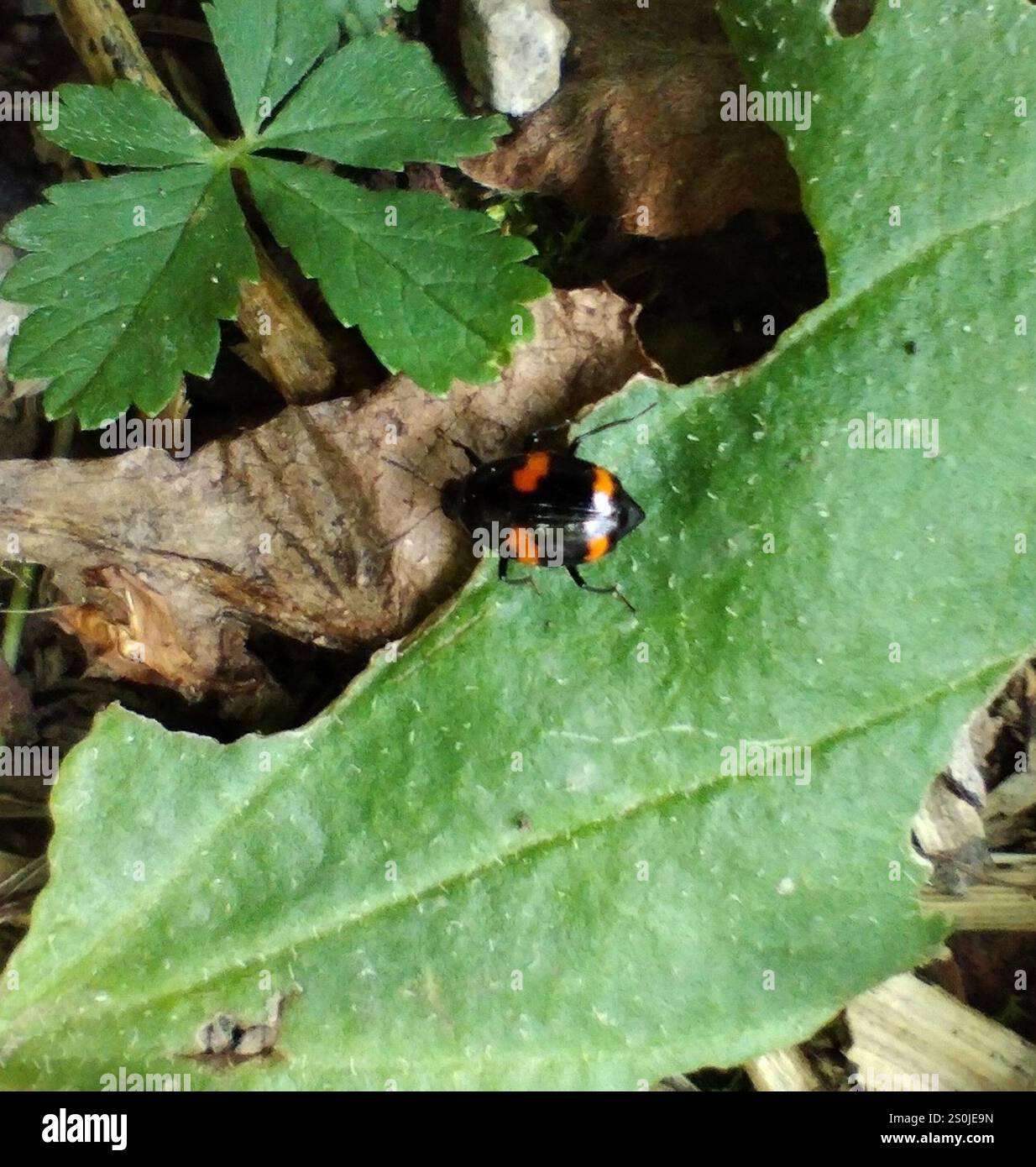 Orange-spotted Scaphidium (Scaphidium quadrimaculatum Stock Photo - Alamy