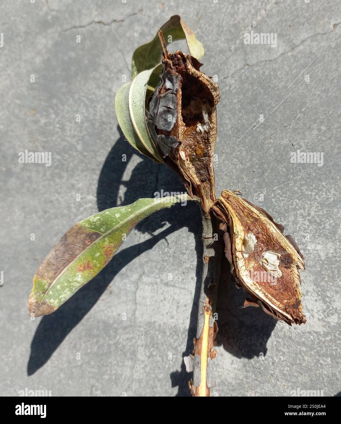 silver terminalia (Terminalia sericea Stock Photo - Alamy