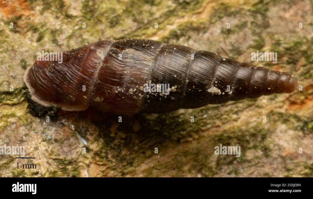 Plaited Door-snail (Cochlodina laminata Stock Photo - Alamy