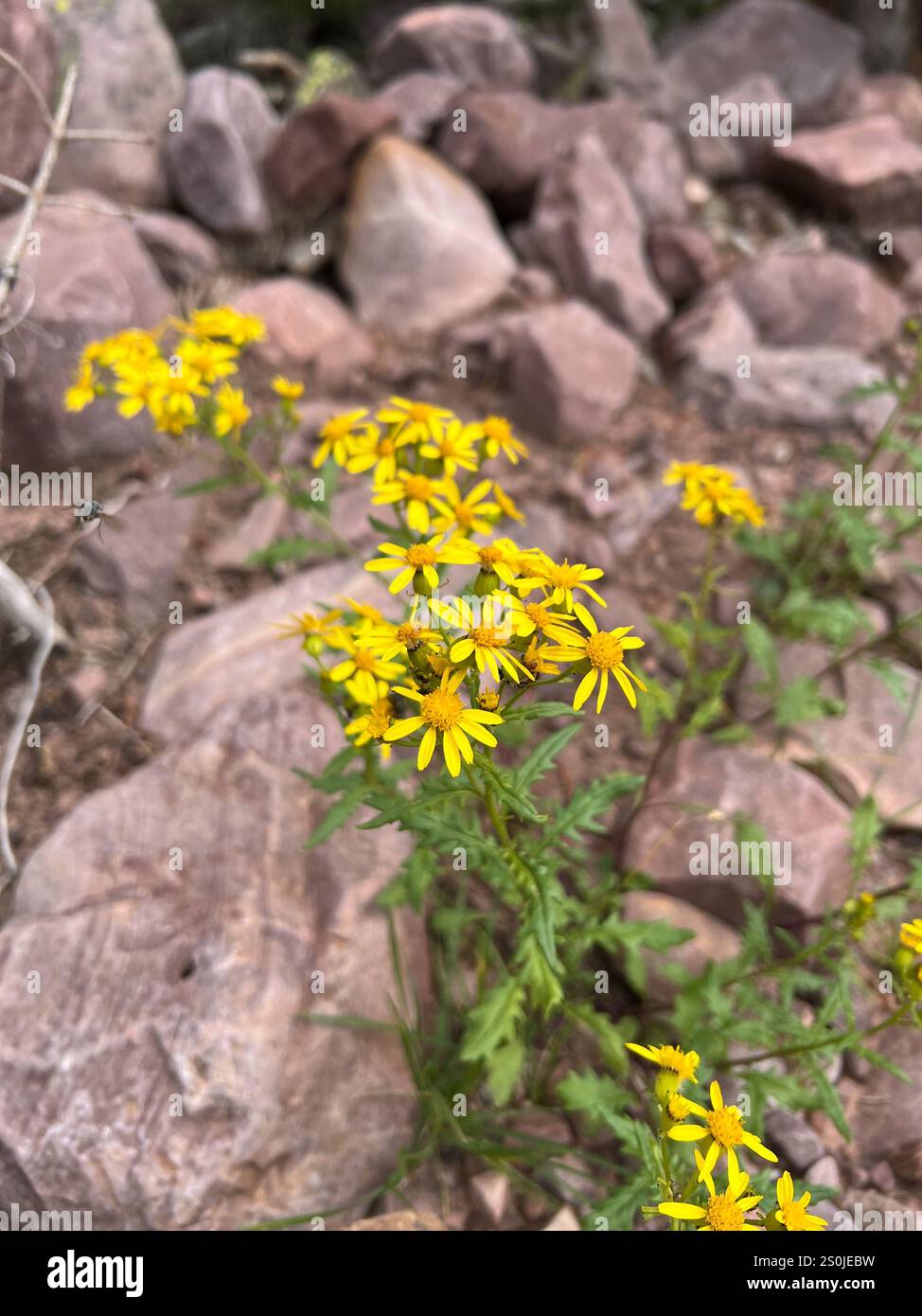 Lobeleaf Groundsel (Packera multilobata Stock Photo - Alamy