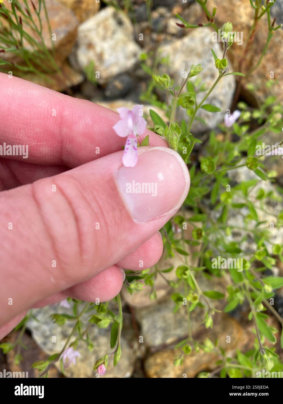 Blue Curls (Trichostema dichotomum Stock Photo - Alamy
