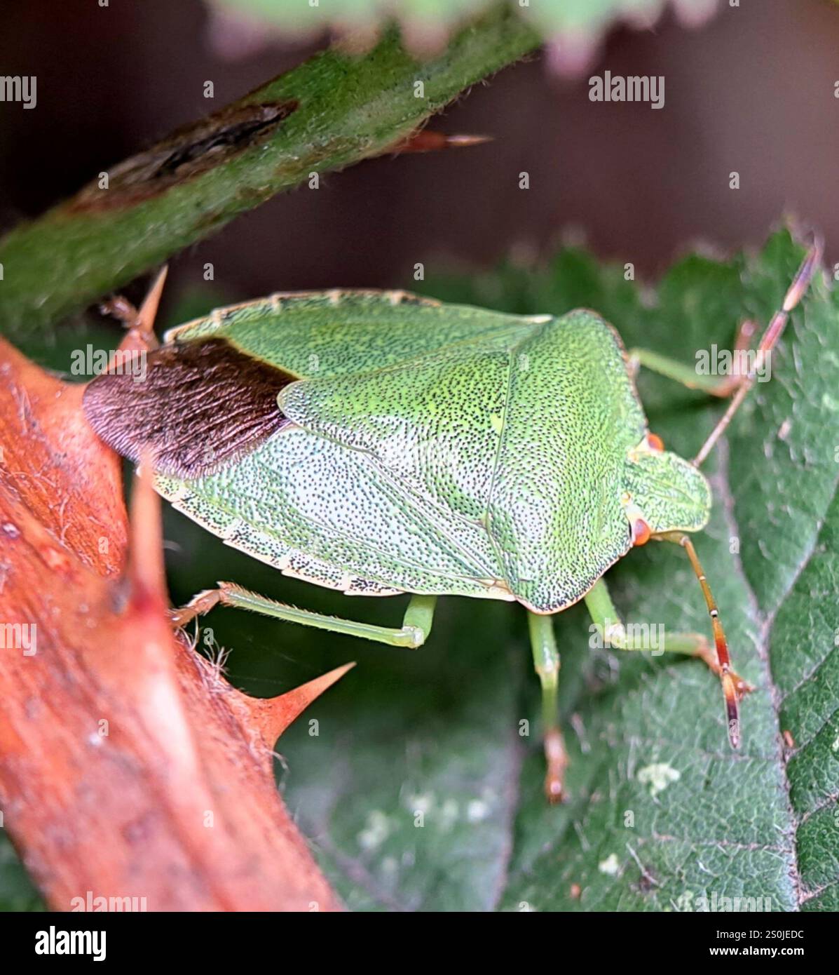 Green Shield Bug (Palomena prasina Stock Photo - Alamy