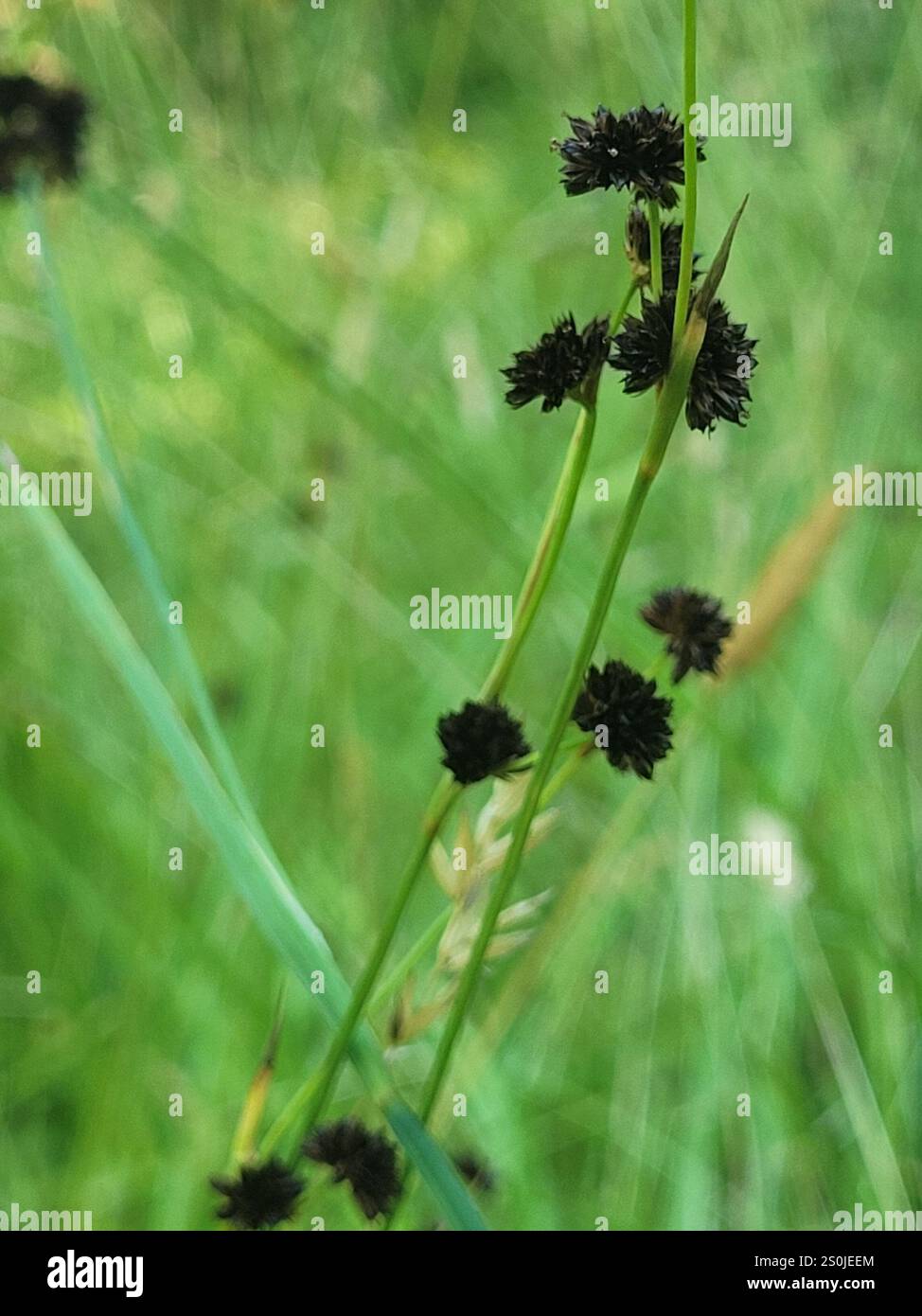 Panicled Bulrush (Scirpus microcarpus Stock Photo - Alamy