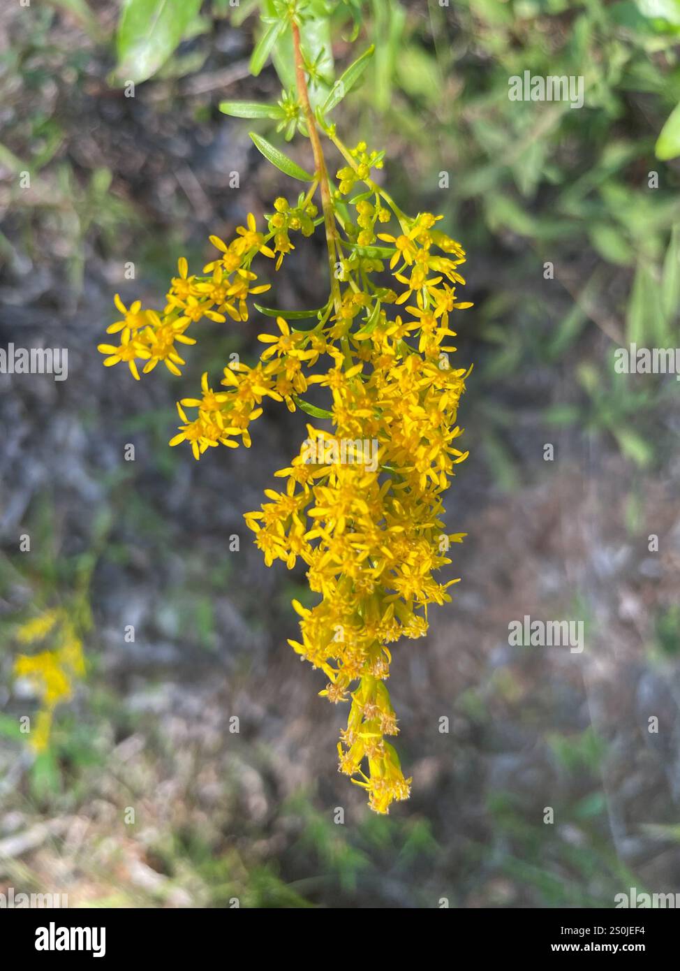 Small's Goldenrod (Solidago pinetorum Stock Photo - Alamy
