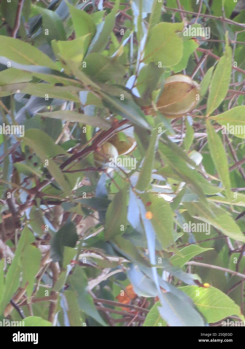 bitternut hickory (Carya cordiformis Stock Photo - Alamy