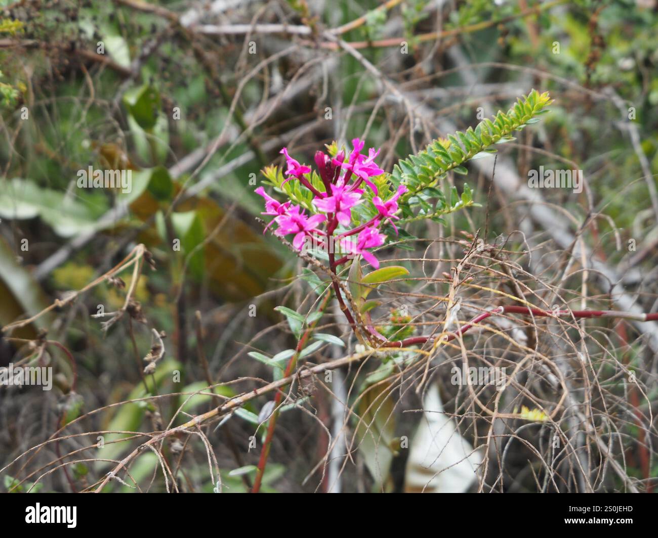 Jamieson's Epidendrum (Epidendrum jamiesonis Stock Photo - Alamy
