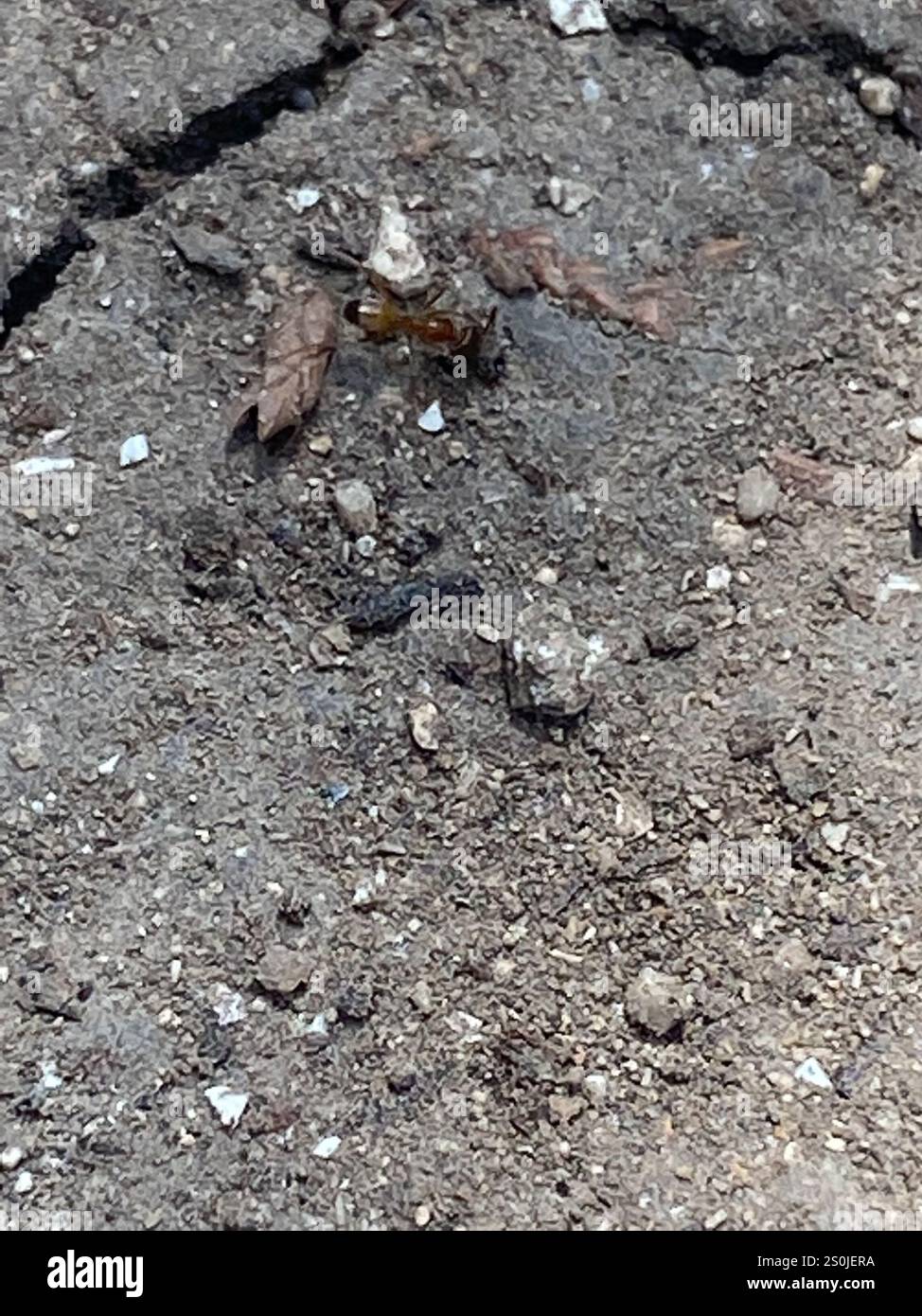 Yellow Pyramid Ant (Dorymyrmex flavus Stock Photo - Alamy