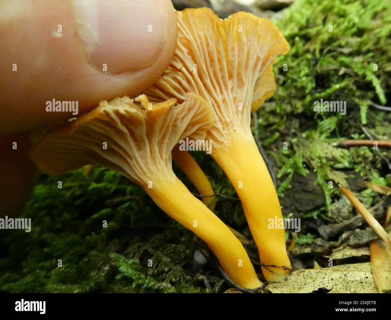 flame trumpet (Craterellus ignicolor Stock Photo - Alamy