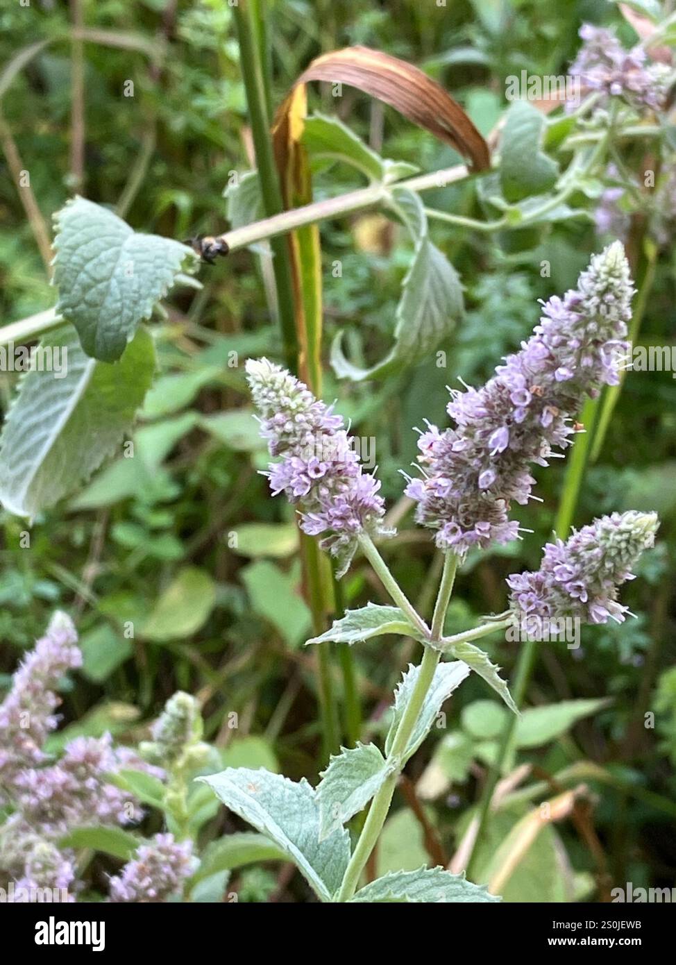Horse Mint (Mentha longifolia Stock Photo - Alamy