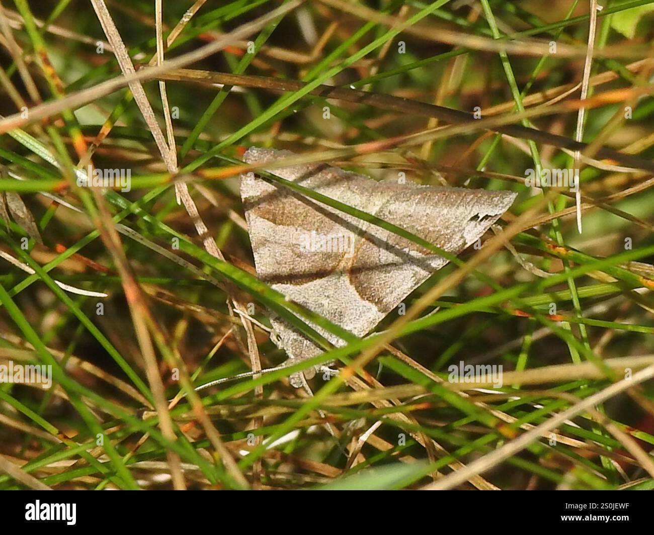 Clover Looper Moth (Caenurgina crassiuscula Stock Photo - Alamy