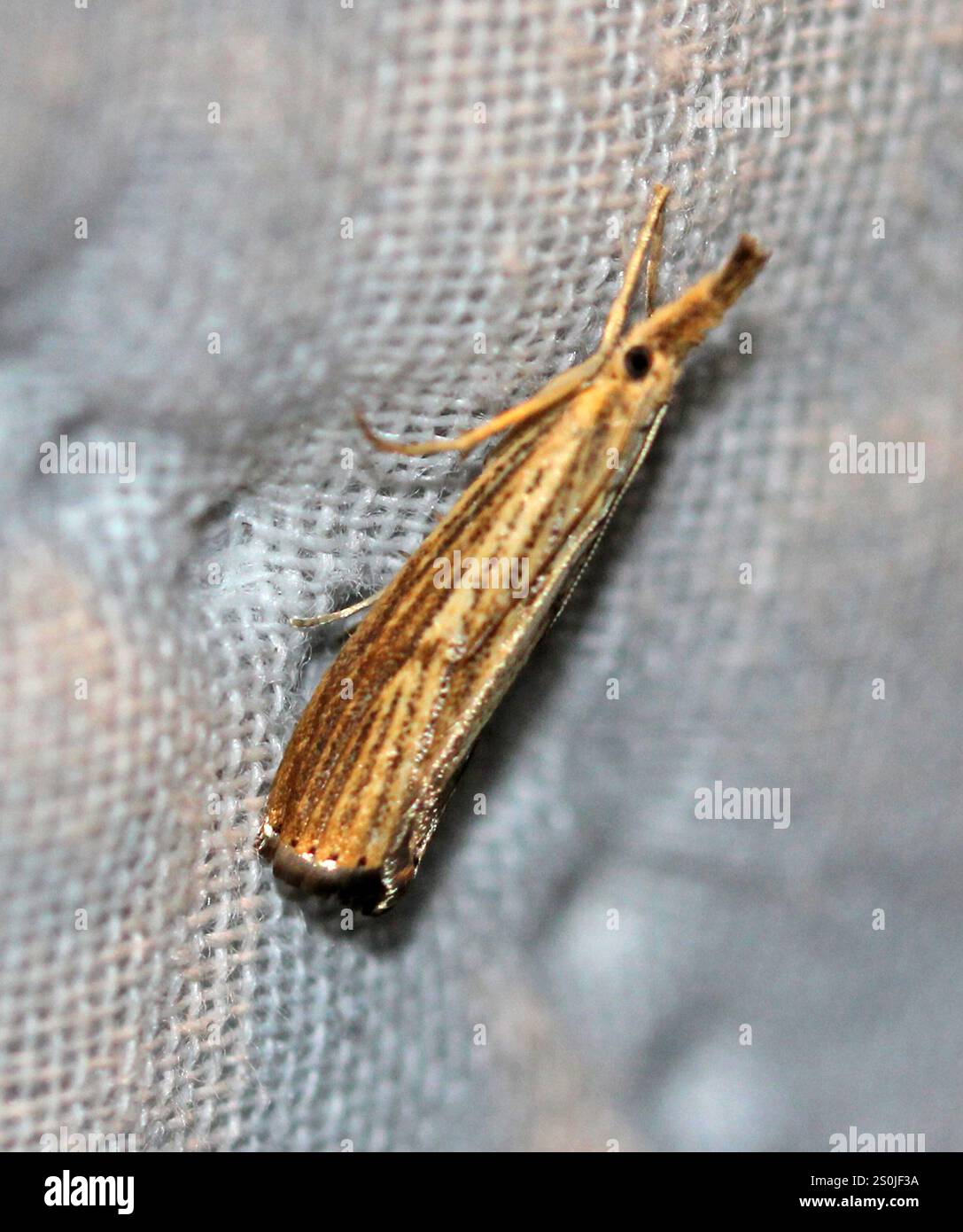 Vagabond Sod Webworm Moth (Agriphila vulgivagellus Stock Photo - Alamy