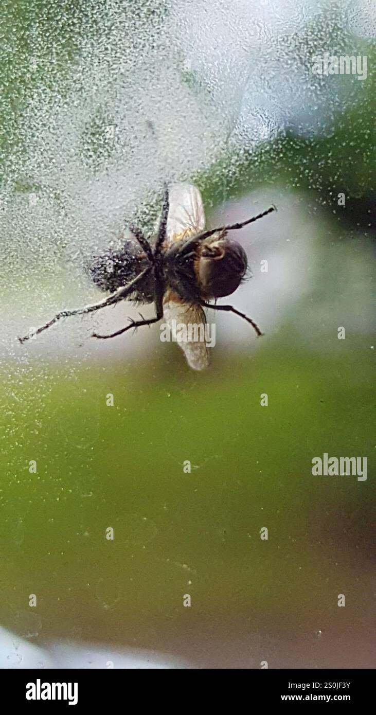 Fly Death Fungi (Entomophthora muscae Stock Photo - Alamy