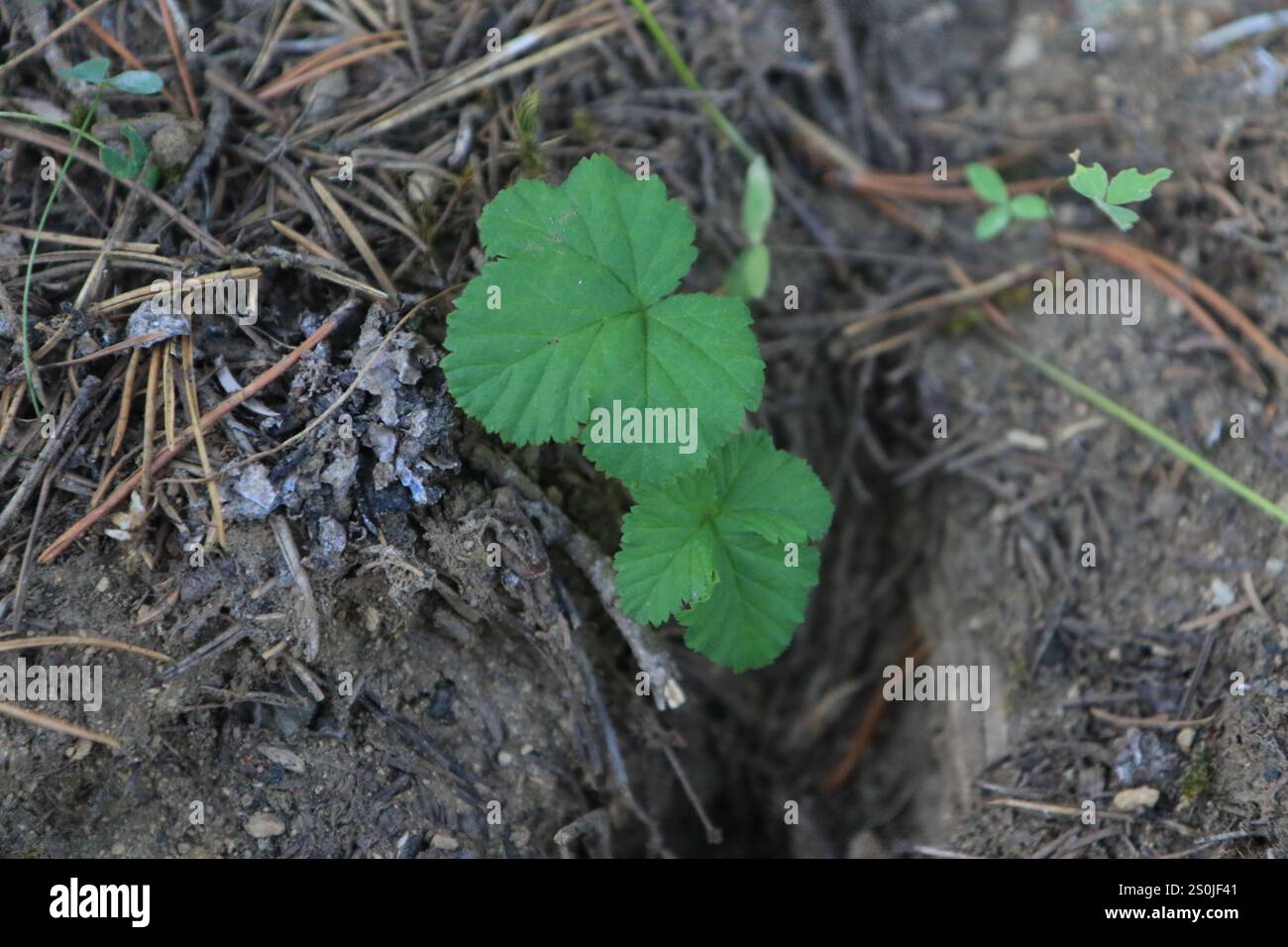 Roughfruit Raspberry (Rubus lasiococcus Stock Photo - Alamy