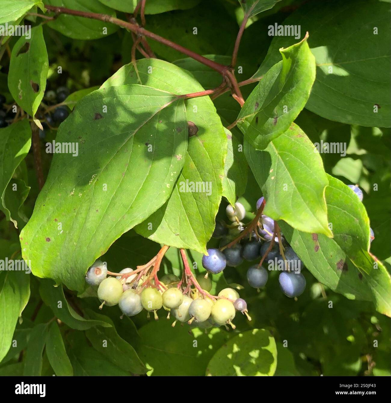 silky dogwood (Cornus amomum Stock Photo - Alamy