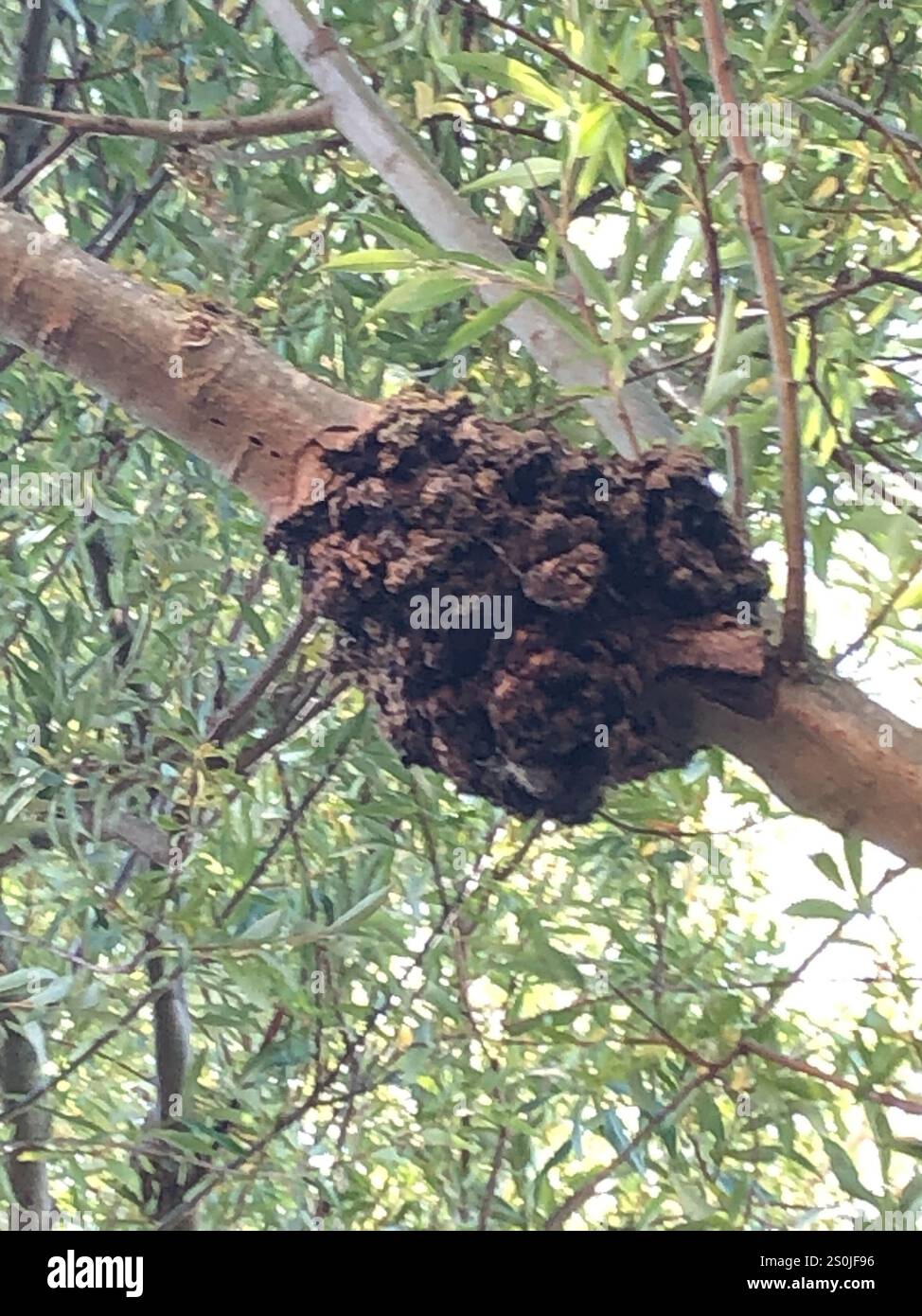 bacterial crown gall (Agrobacterium radiobacter Stock Photo - Alamy