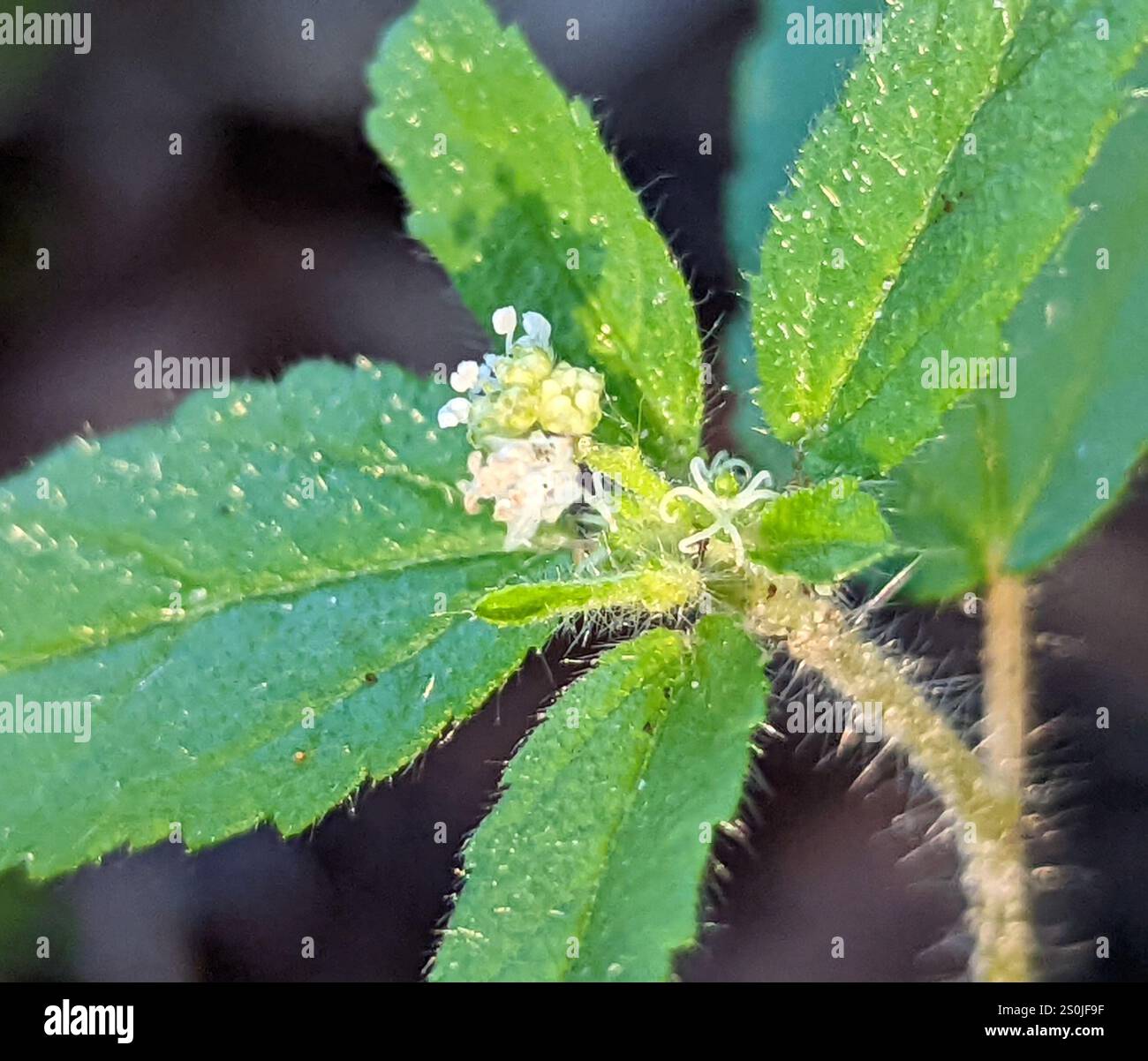 sand croton (Croton glandulosus septentrionalis Stock Photo - Alamy