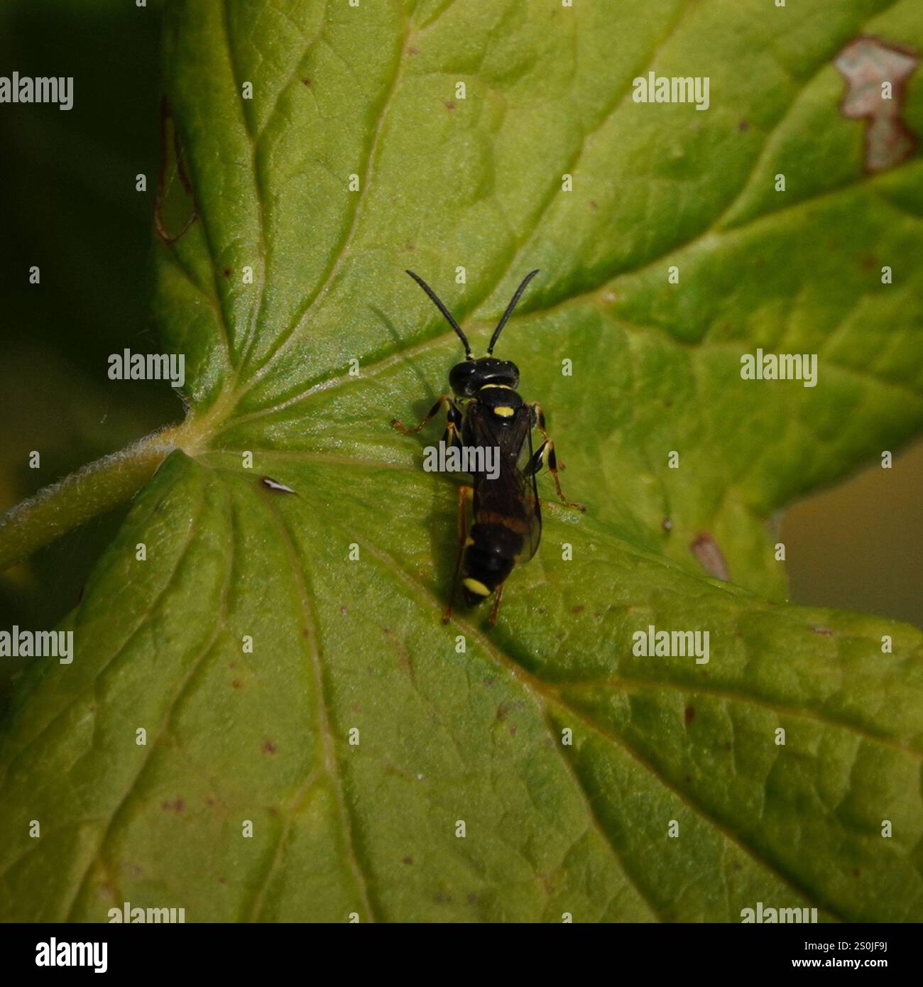 Field digger wasp (Mellinus arvensis Stock Photo - Alamy