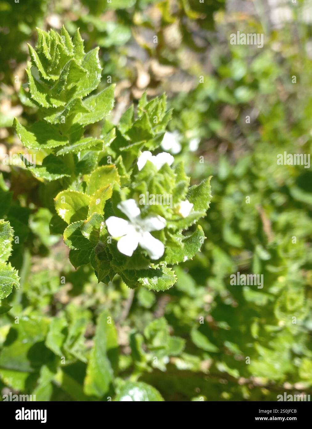 Lazybush (Oftia africana Stock Photo - Alamy