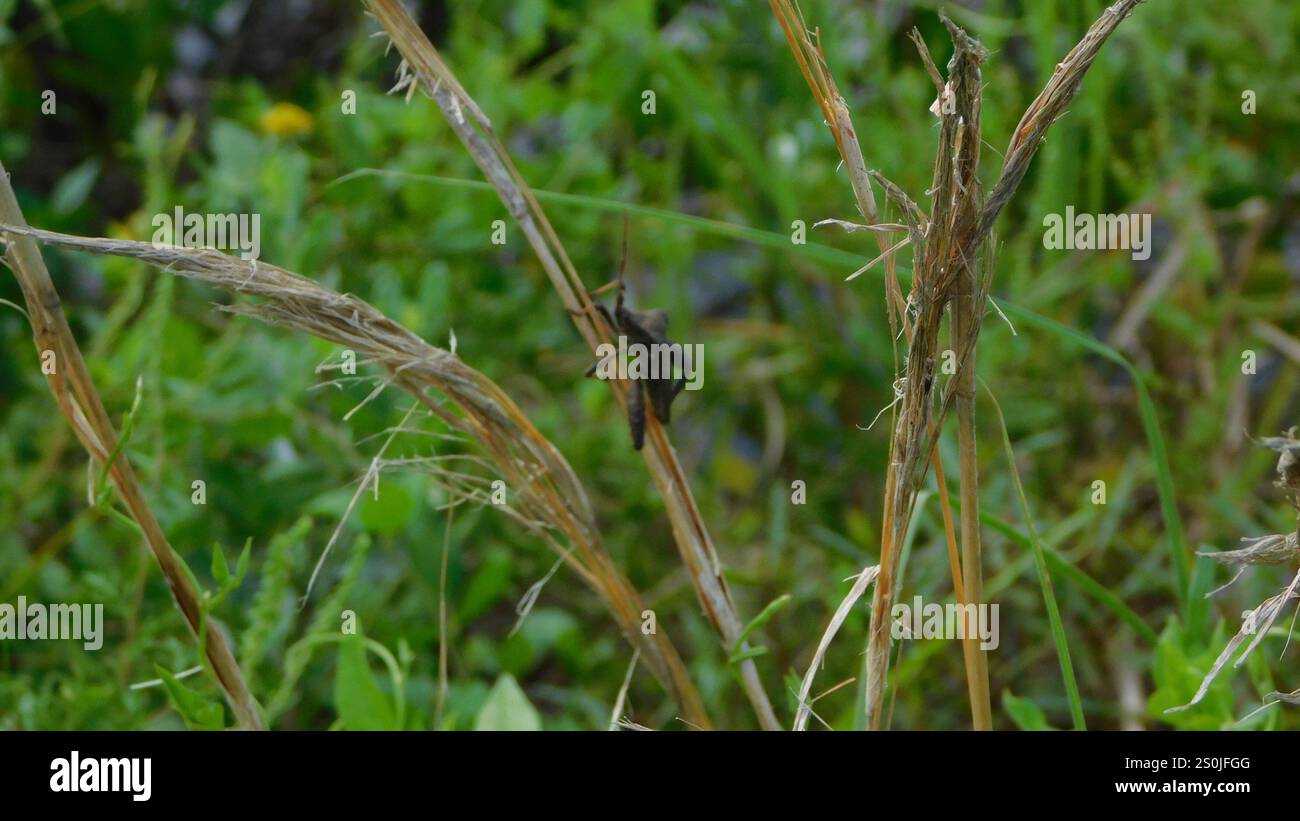 Florida Leaf-footed Bug (Acanthocephala femorata Stock Photo - Alamy