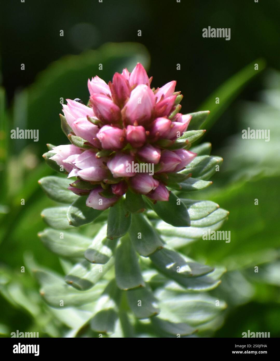 Queen's Crown (Rhodiola rhodantha Stock Photo - Alamy