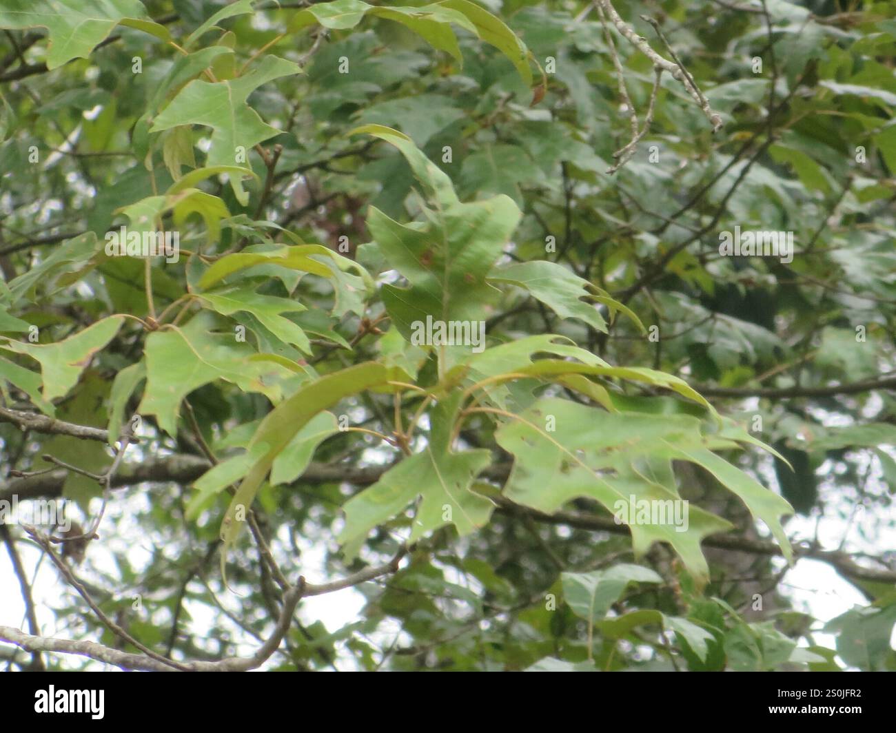 southern red oak (Quercus falcata Stock Photo - Alamy