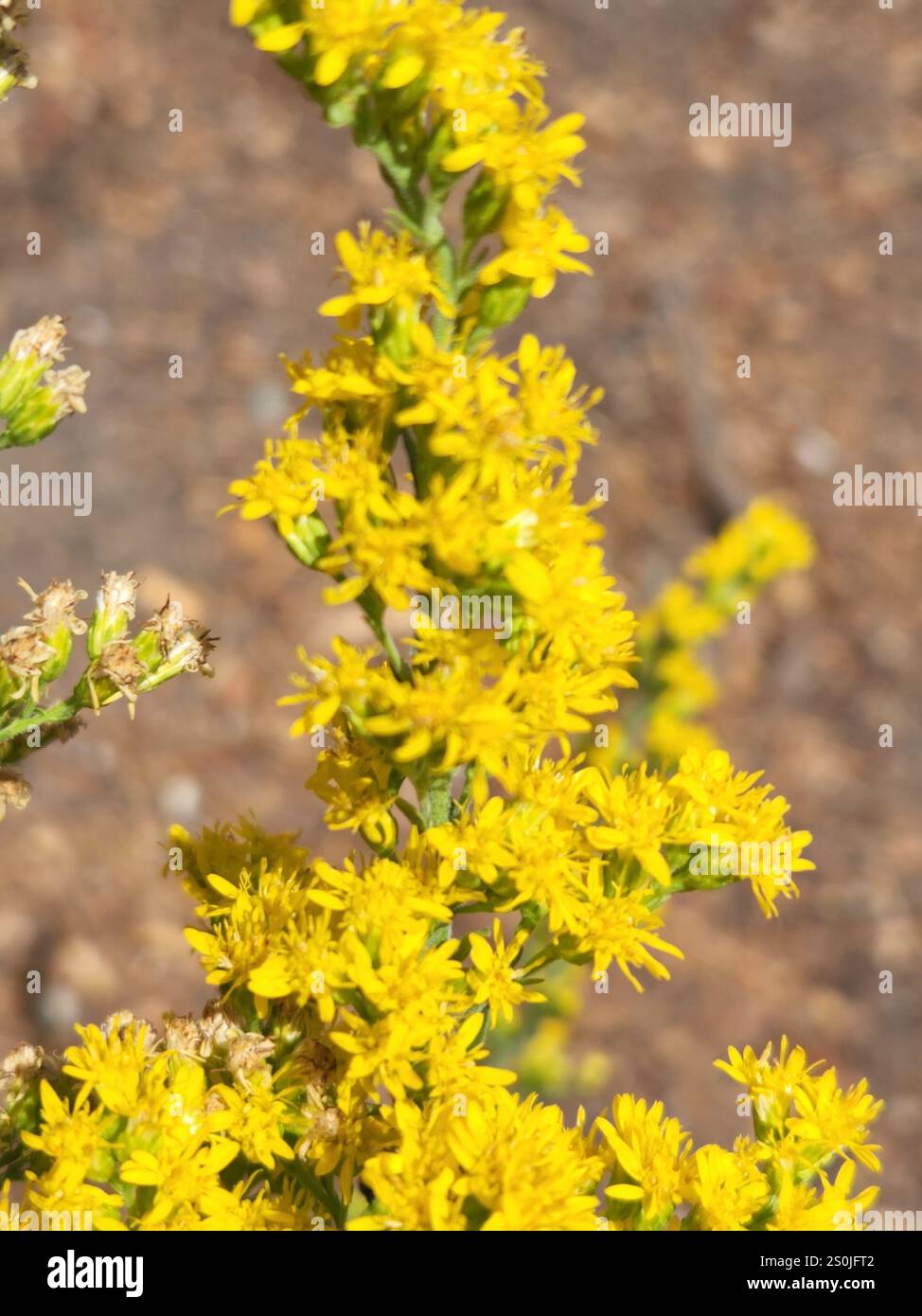 velvety goldenrod (Solidago velutina Stock Photo - Alamy