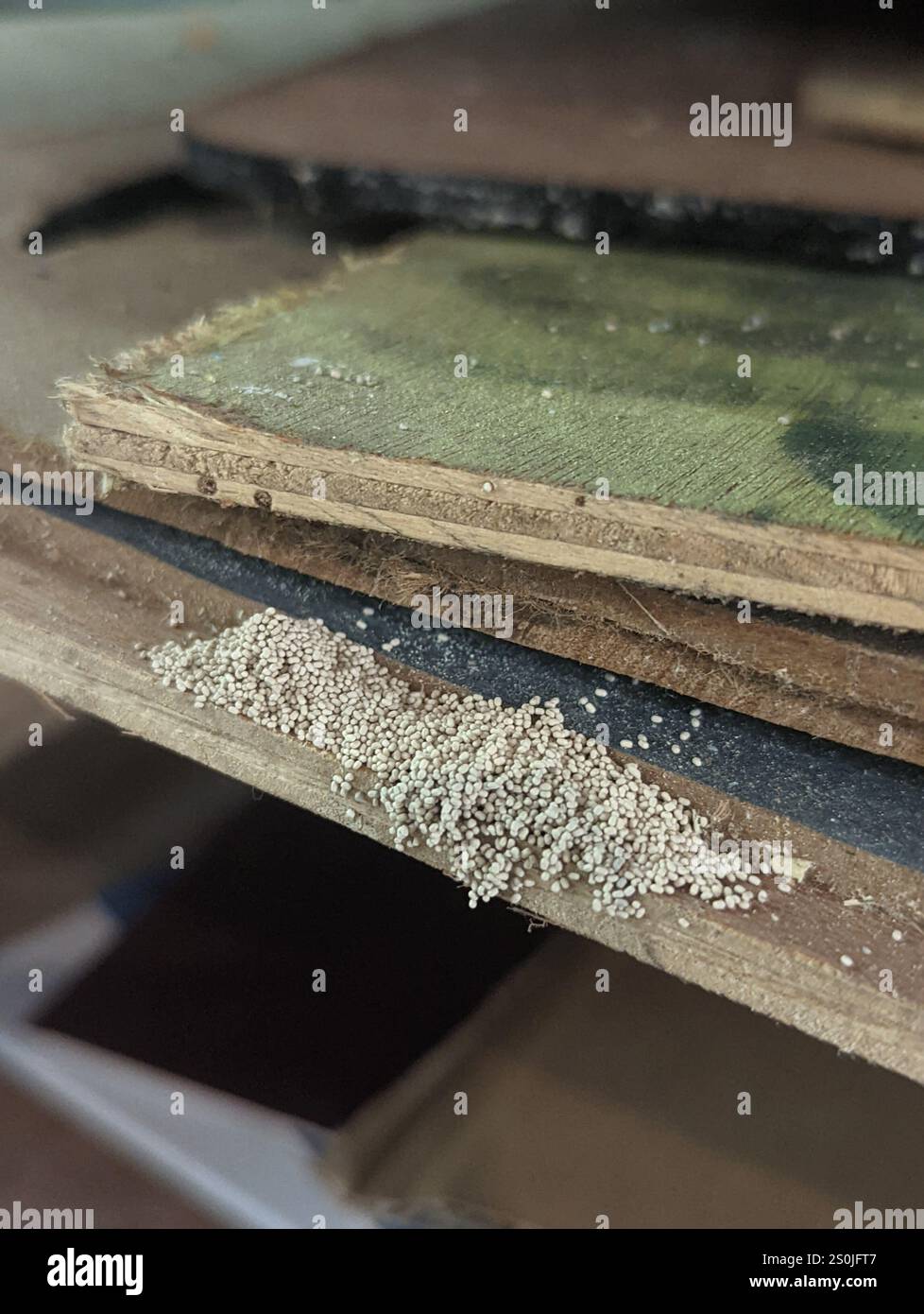 Drywood Termites (Kalotermitidae Stock Photo - Alamy