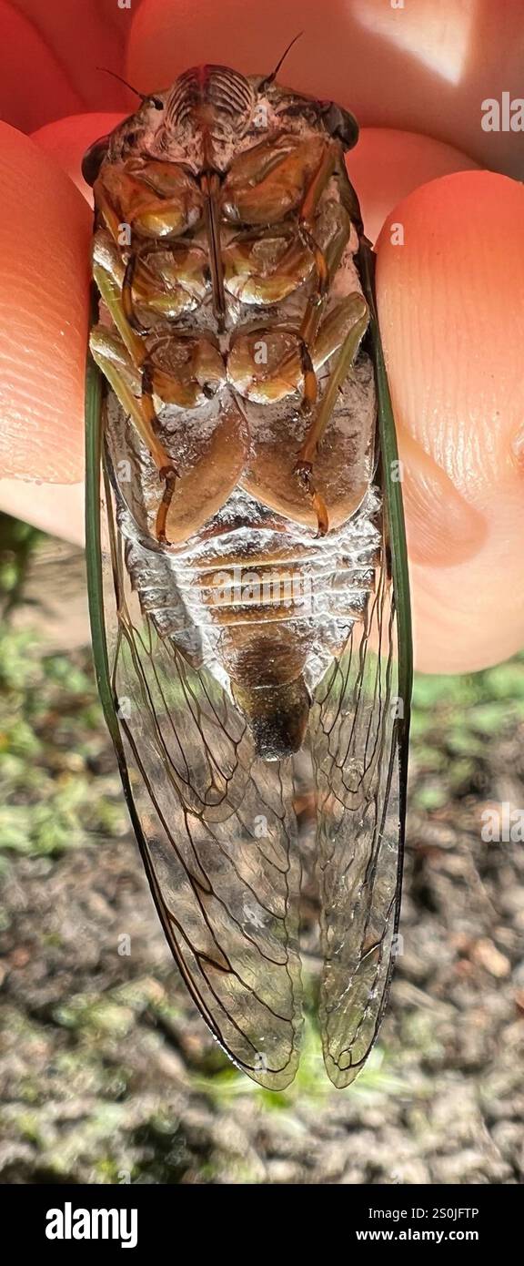 Eastern Scissors Grinder Cicada (Neotibicen winnemanna Stock Photo - Alamy